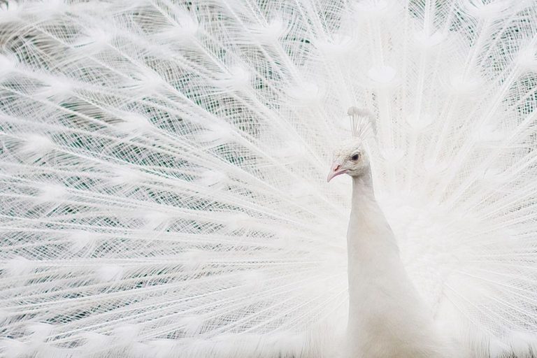 White Peacocks: Interesting Facts and Stunning Photos of the Majestic ...