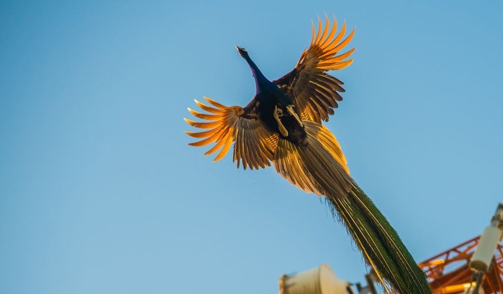 Peacocks Flying: Interesting Facts and Stunning Photos show How ...