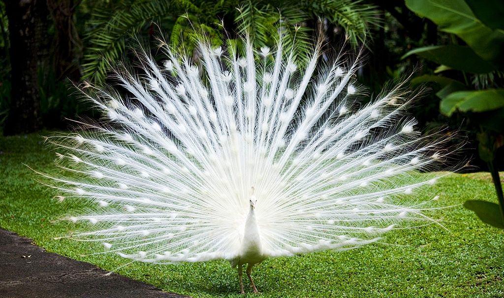 White Peacocks Interesting Facts And Stunning Photos Of The Majestic