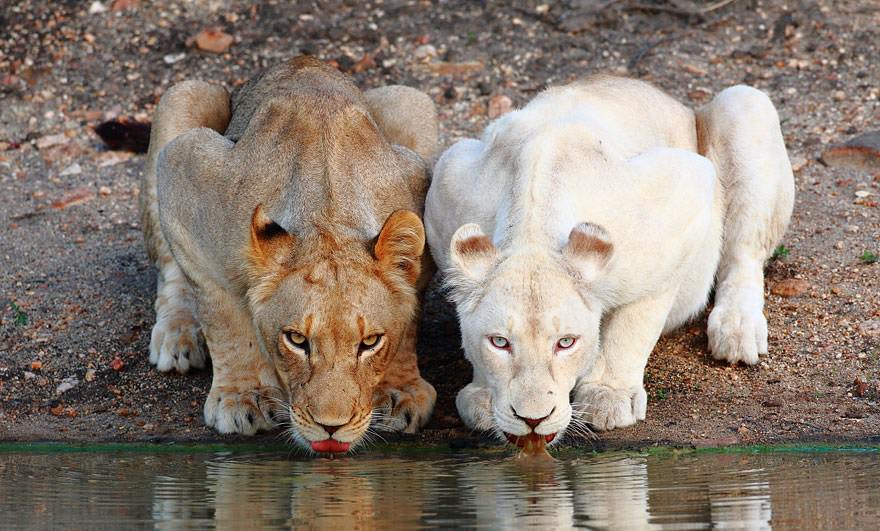 The Most Beautiful and Naturally White Animals in the World that you ...