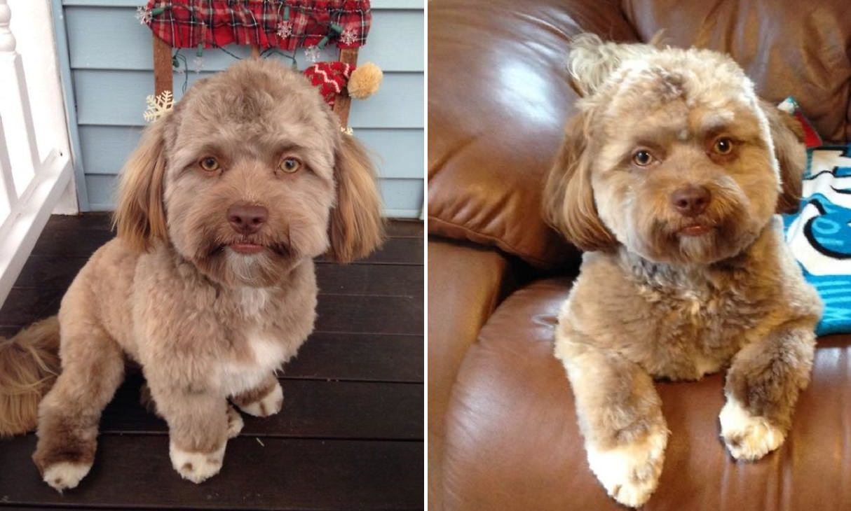 Yogi, An Adorable Dog with a Human Face that Will Make you Say Woah