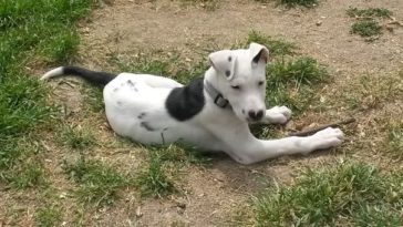 Adorable Crossbreed Dogs that Will Make you Fall in Love with Them