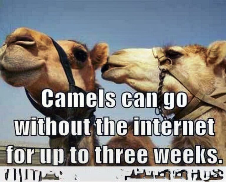 Hump Day Humor: The Best Camel Memes You Need to See