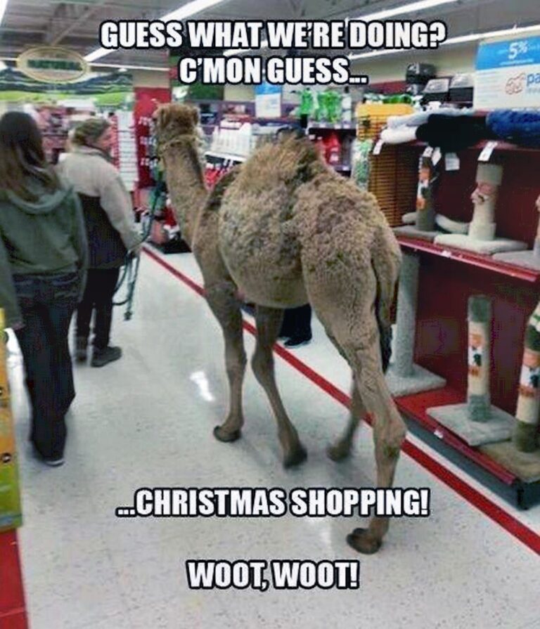 Hump Day Humor: The Best Camel Memes You Need to See