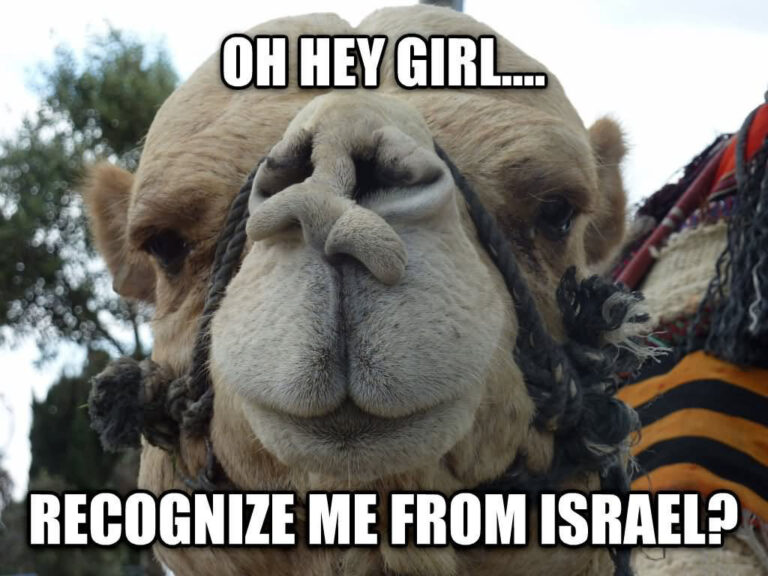 Hump Day Humor: The Best Camel Memes You Need to See
