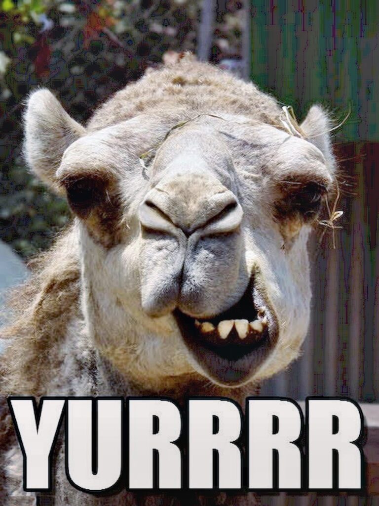Hump Day Humor: The Best Camel Memes You Need to See