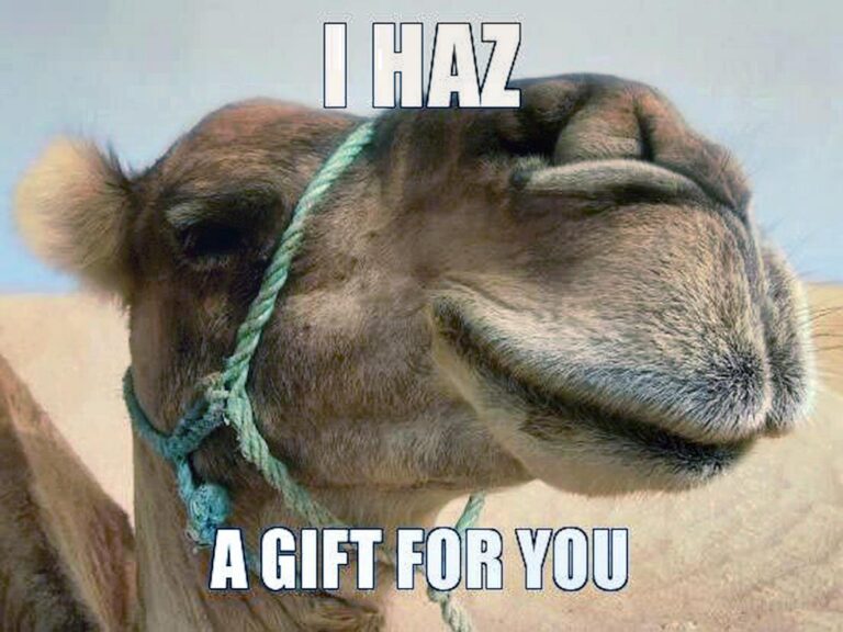 Hump Day Humor: The Best Camel Memes You Need to See