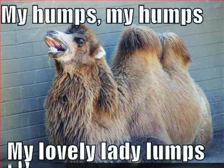 Hump Day Humor: The Best Camel Memes You Need to See