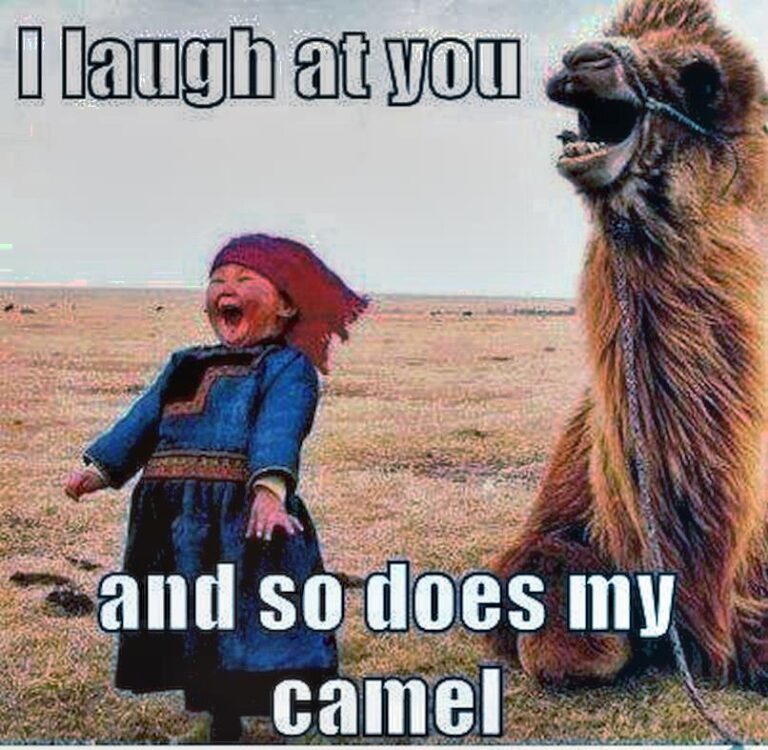 Hump Day Humor: The Best Camel Memes You Need to See