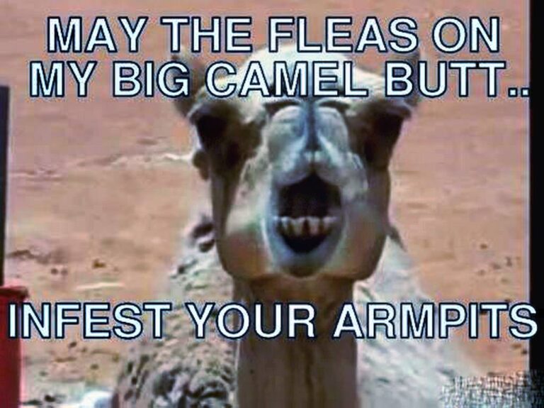 Hump Day Humor: The Best Camel Memes You Need to See