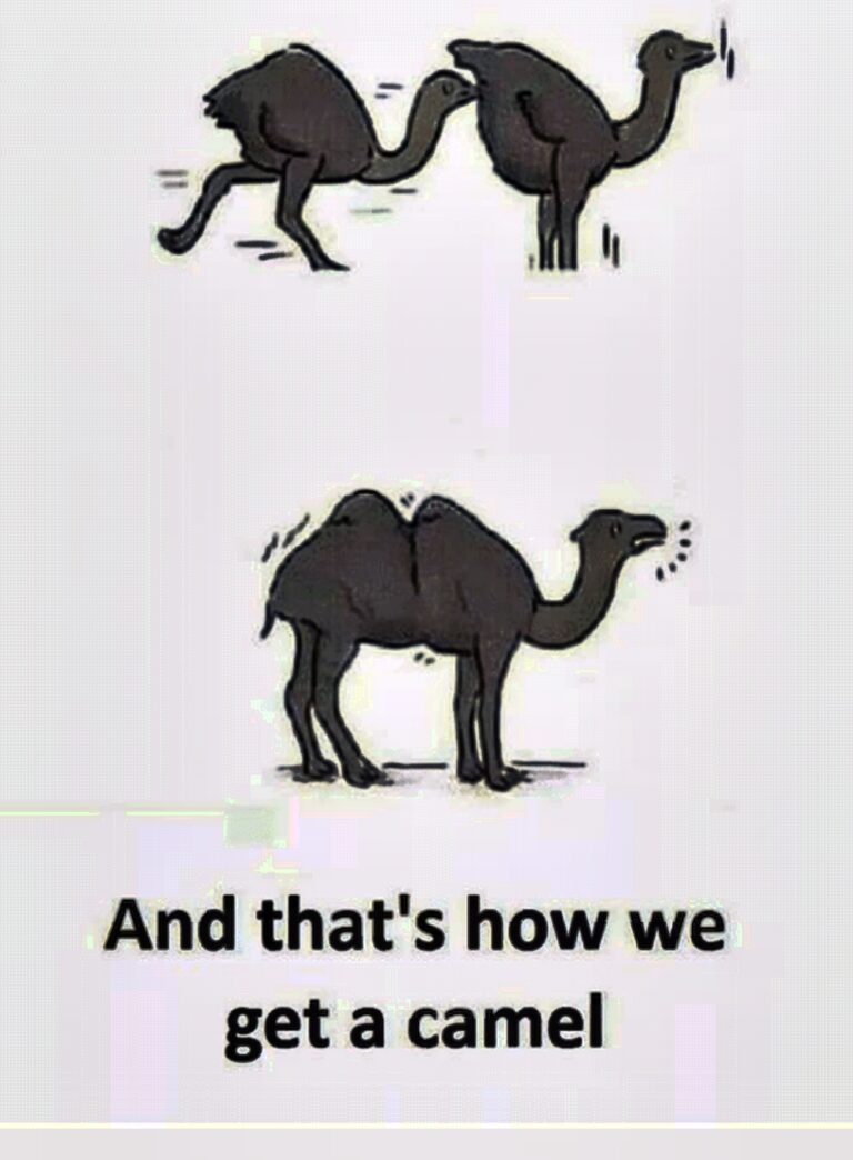 Hump Day Humor: The Best Camel Memes You Need to See