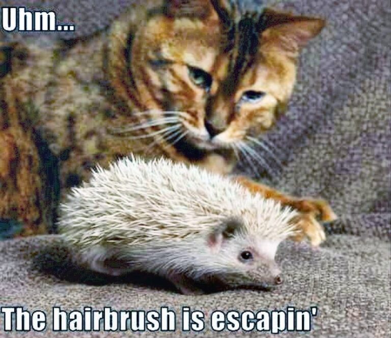 Spiky and Adorable: The Funniest Hedgehog Memes You Need to See