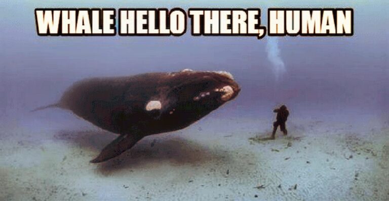 Whale, Hello There: The Top Whale Memes that will make you Laugh