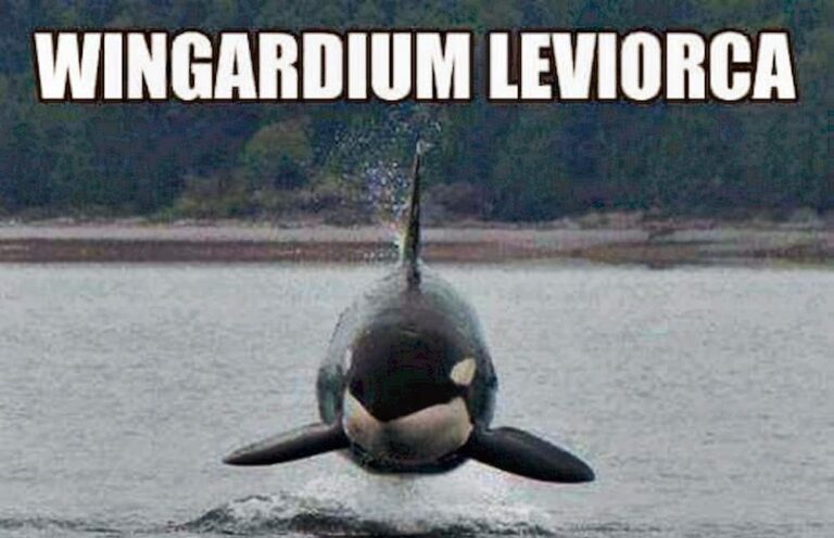 Whale, Hello There: The Top Whale Memes that will make you Laugh
