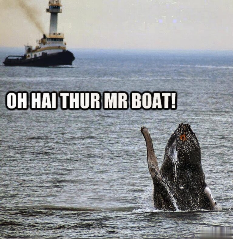 Whale, Hello There: The Top Whale Memes that will make you Laugh
