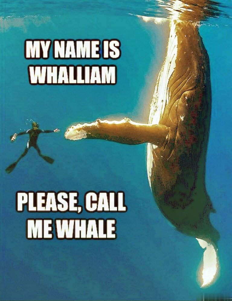 Whale, Hello There: The Top Whale Memes that will make you Laugh