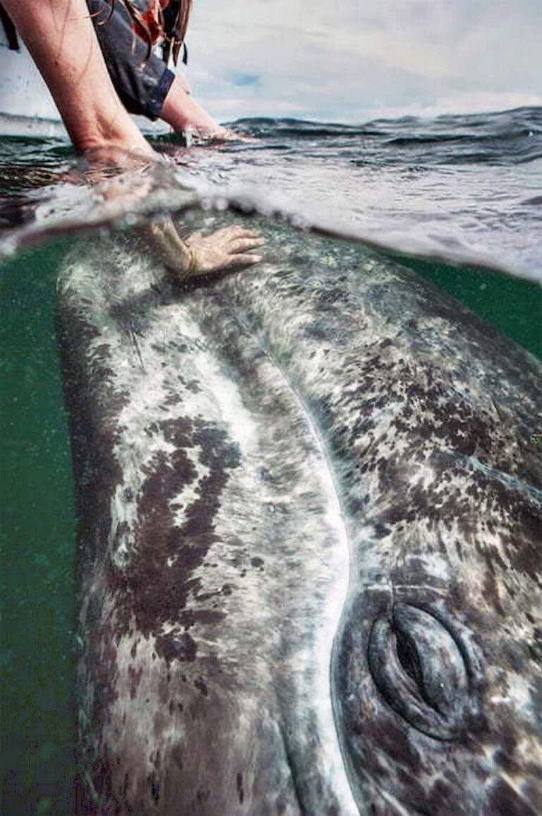 Whale, Hello There: The Top Whale Memes that will make you Laugh