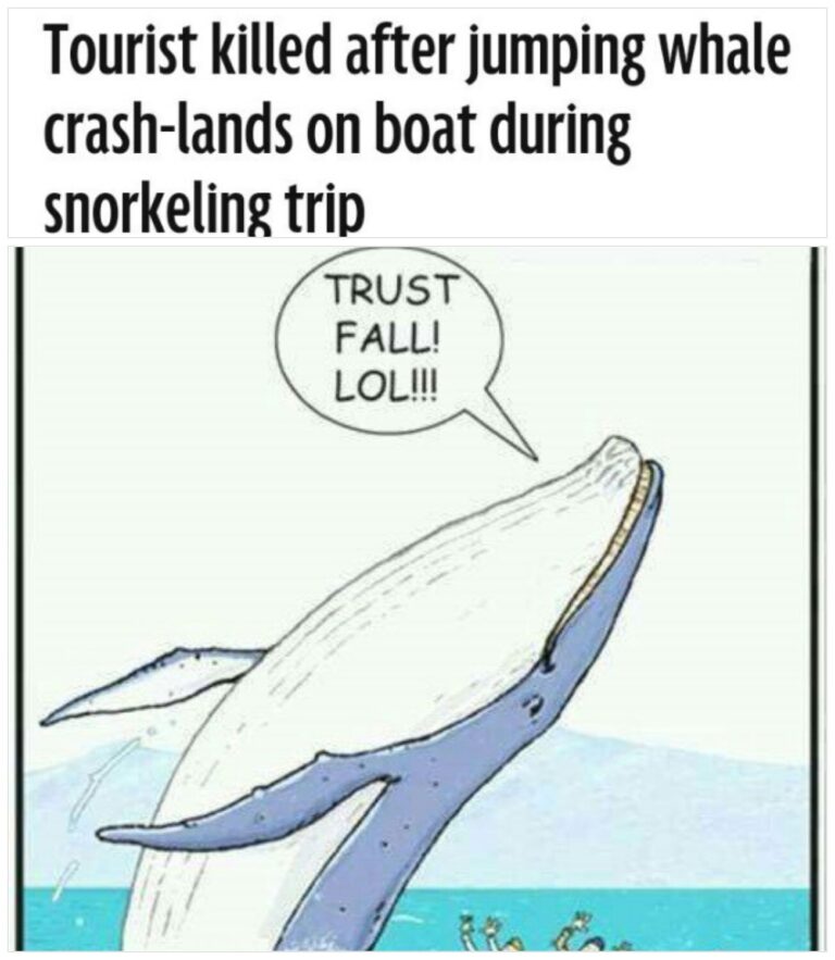 Whale, Hello There: The Top Whale Memes that will make you Laugh