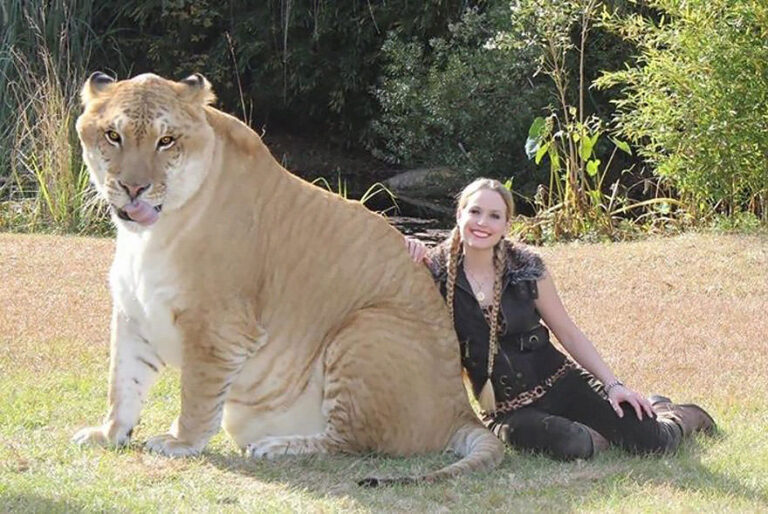 Real Hybrid Animals: The Unlikely Mating of Two Different Species!