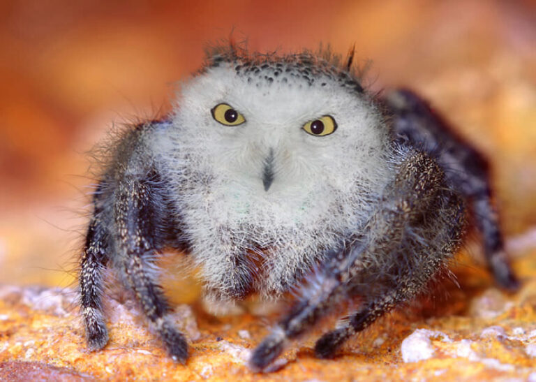 Photoshopped Hybrid Animals: The Wild Imaginations of Digital Artists!