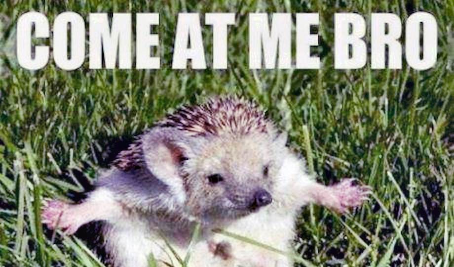 Spiky and Adorable: The Funniest Hedgehog Memes You Need to See