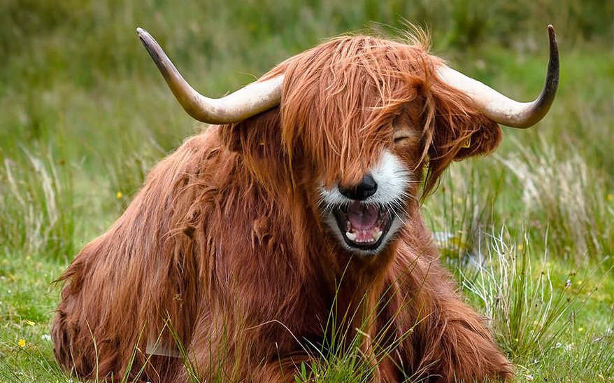 Photoshopped Hybrid Animals: The Wild Imaginations of Digital Artists!