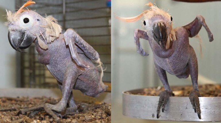 What Animals look like without Hair: Embracing the Bald Wonders