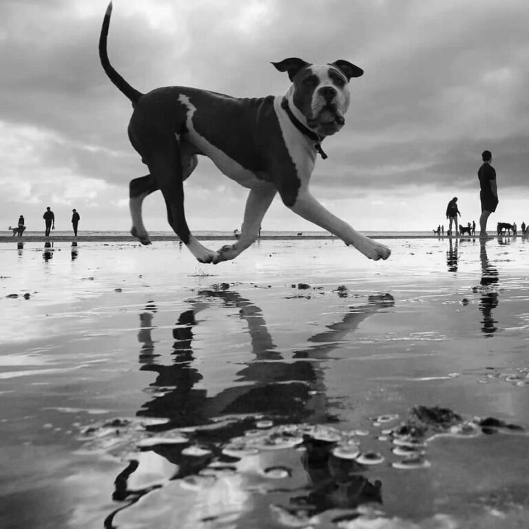 A Journey Through the Most Jaw-Dropping Animal Photos Ever Captured