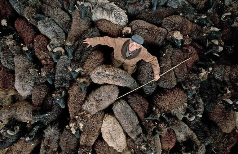 A Journey Through the Most Jaw-Dropping Animal Photos Ever Captured