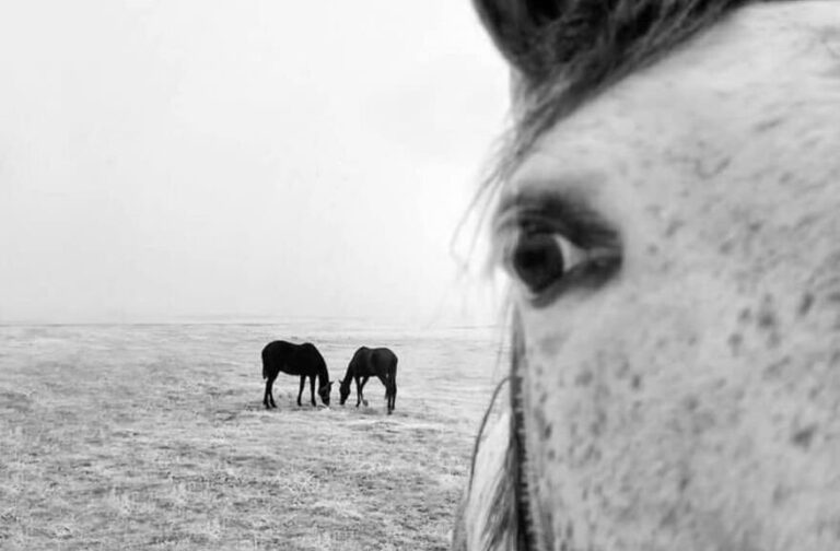 A Journey Through the Most Jaw-Dropping Animal Photos Ever Captured