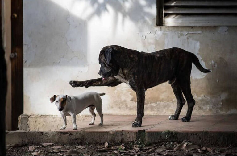 A Journey Through the Most Jaw-Dropping Animal Photos Ever Captured
