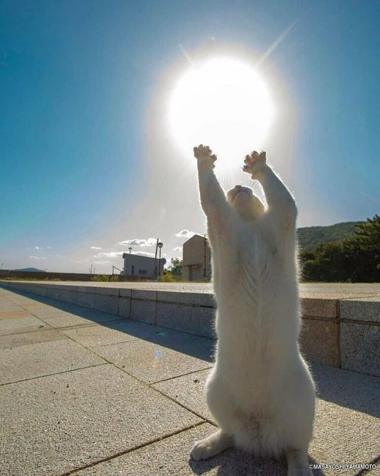 A Journey Through the Most Jaw-Dropping Animal Photos Ever Captured