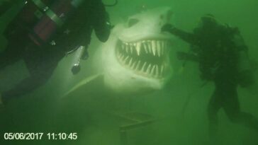 Submechanophobia: The Fear of Submerged Objects and Disturbing Aquatic ...